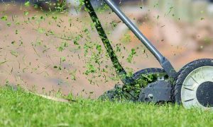 The Disadvantages of Mulching Grass (7 Major Downsides)