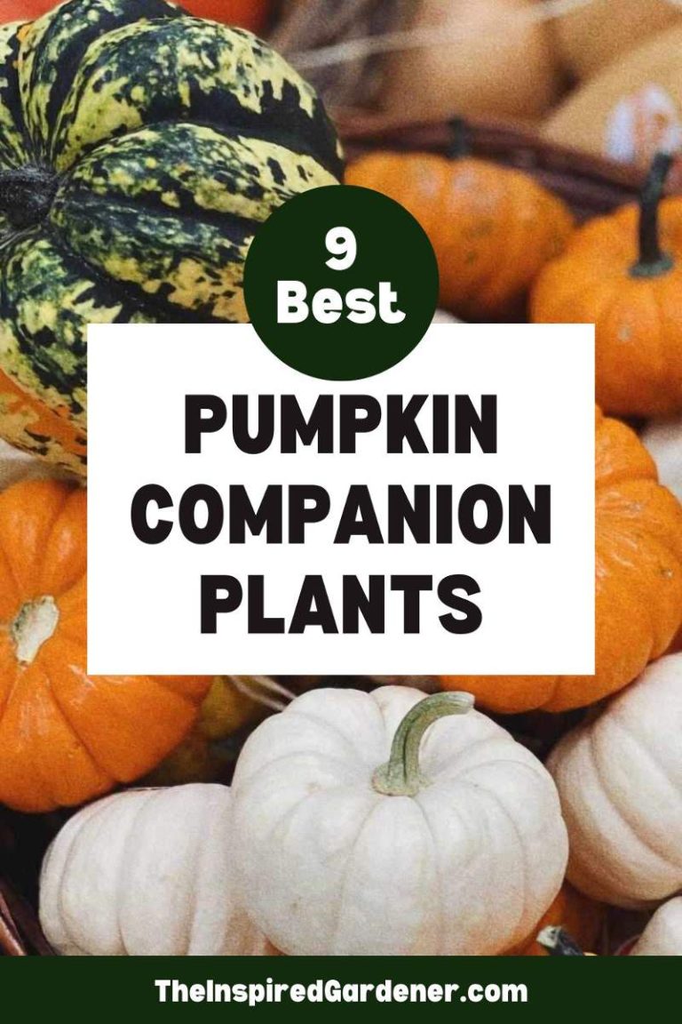 The Best Pumpkin Companion Plants (And What to Avoid!)