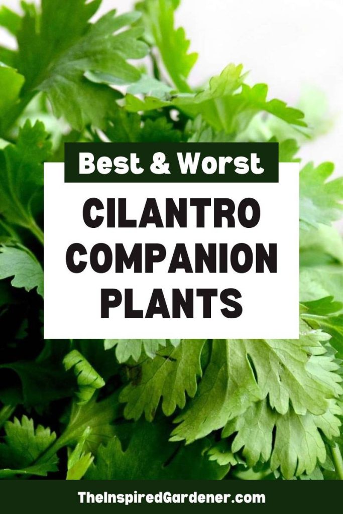 The Best Cilantro Companion Plants For Your Garden
