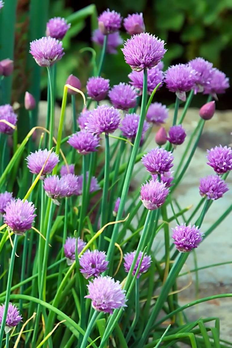 The Best Companion Plants for Chives: A Comprehensive Guide