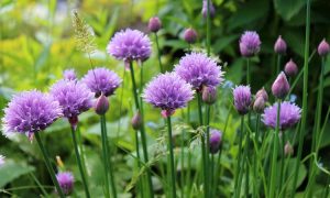 The Best Companion Plants for Chives: A Comprehensive Guide