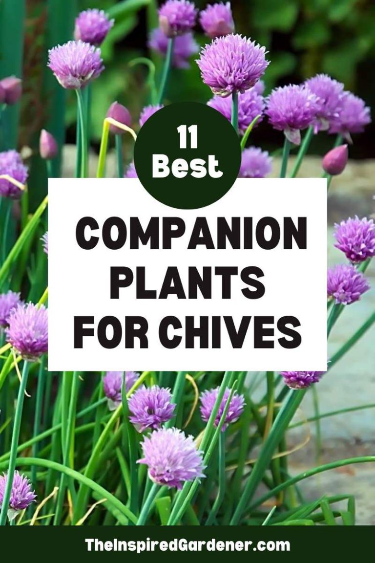 The Best Companion Plants for Chives: A Comprehensive Guide
