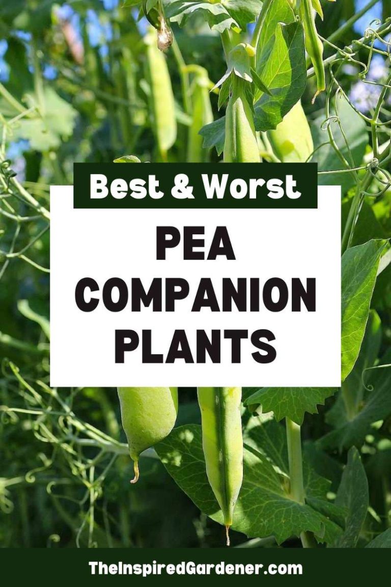 Pea Companion Plants: 9 Perfect Pairings and What to Avoid