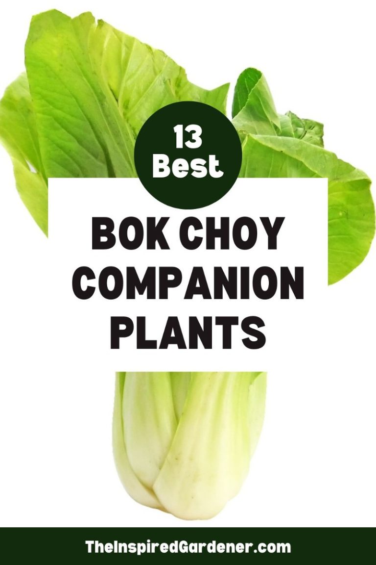 The Best Bok Choy Companion Plants: A Comprehensive Guide